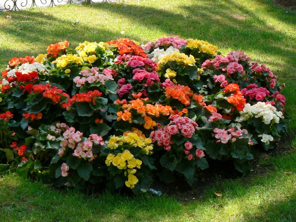 La begonia: sus cuidados y enfermedades | Periódico Distrito Villaverde